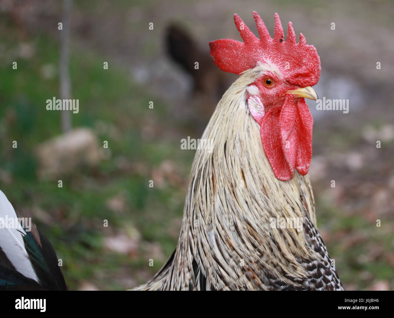 Ei Huhn Eiern Henne Hahn Hahn Ei Huhn Eiern Henne Hahn Hahn gockel ...