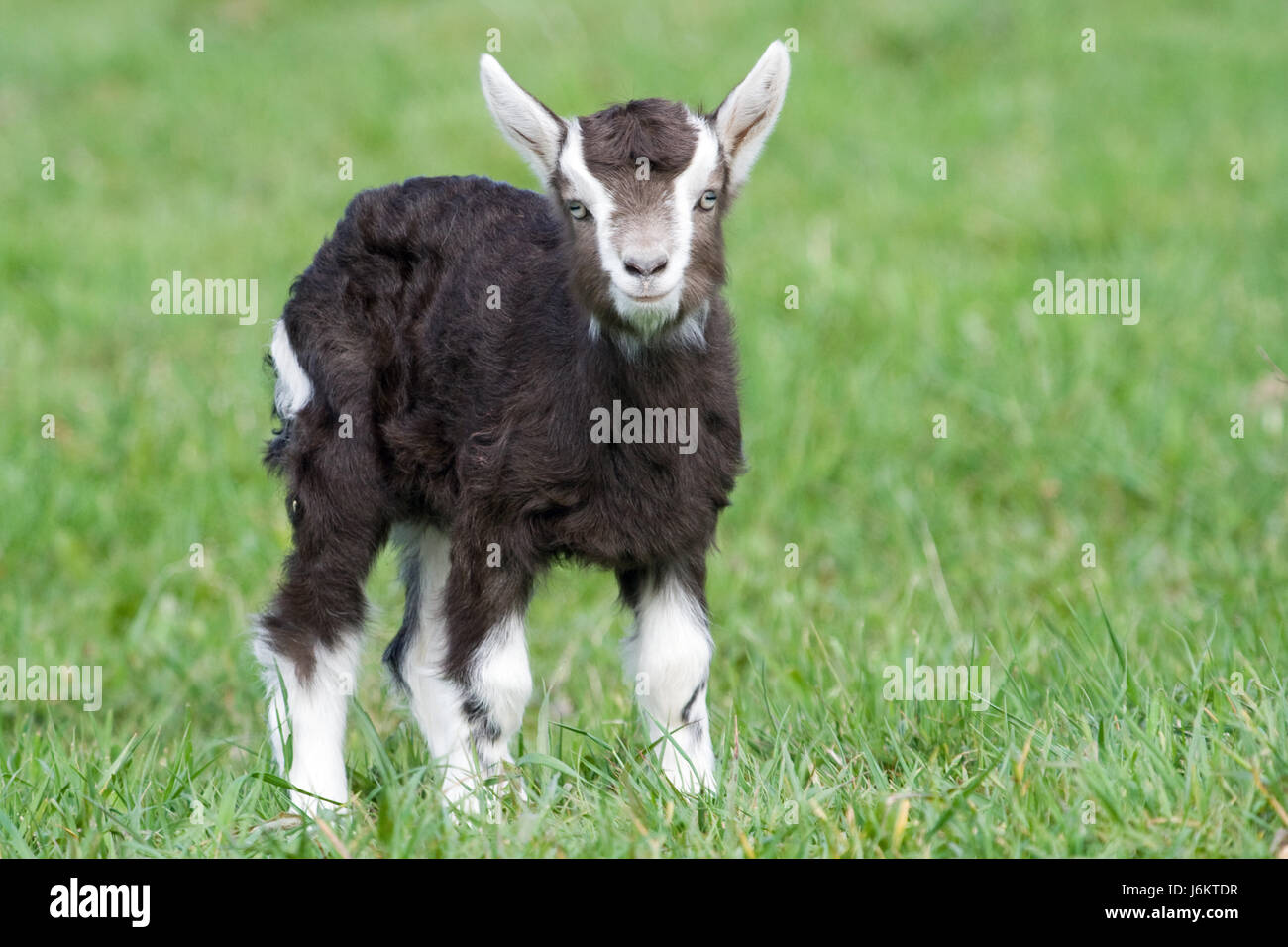 Gei haustier jungtier sugetier tier tierkind zicke zwergziege -Fotos ...