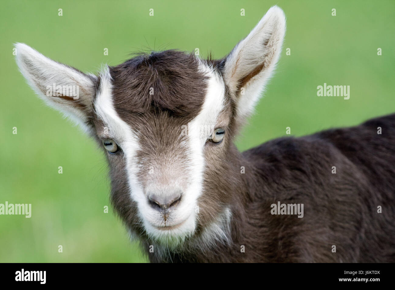 Gei haustier jungtier sugetier tier tierkind zicke zwergziege -Fotos ...