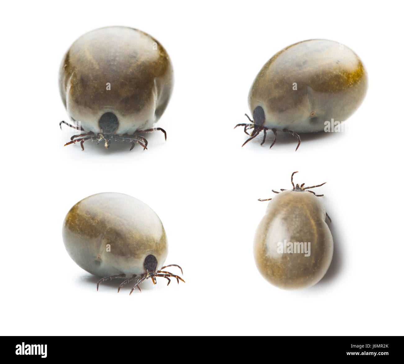 Deer tick bite -Fotos und -Bildmaterial in hoher Auflösung – Alamy
