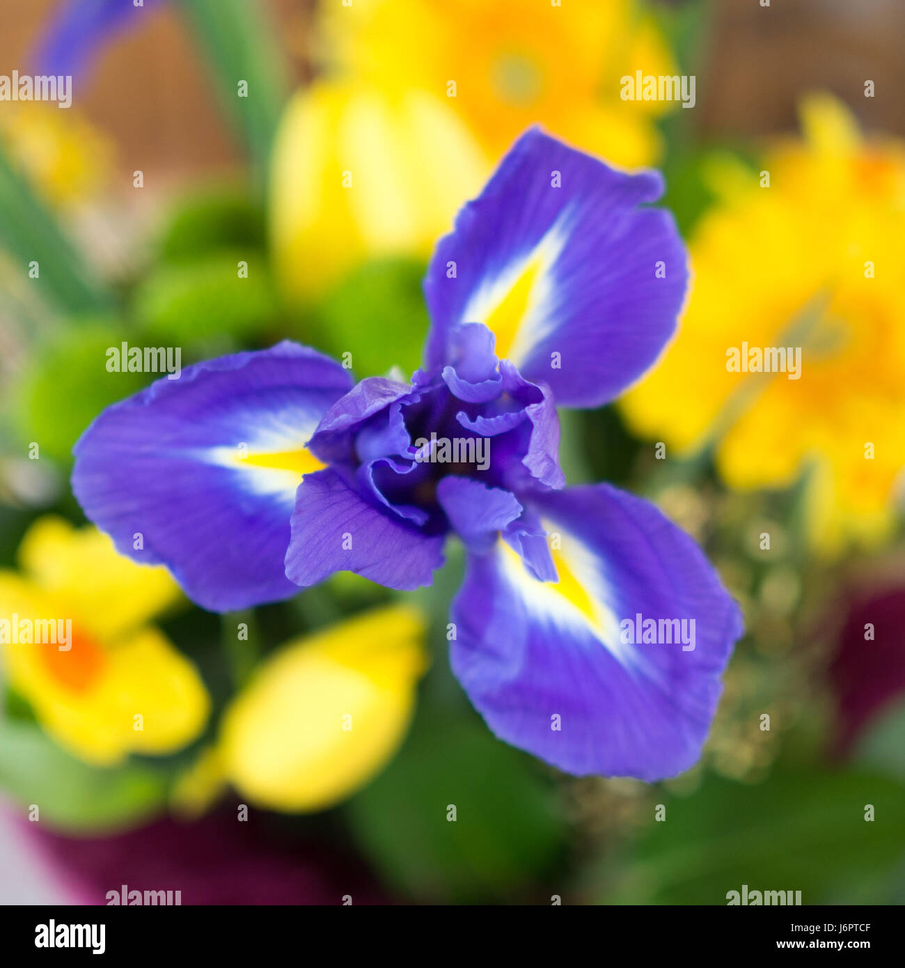 Iris blaue magie -Fotos und -Bildmaterial in hoher Auflösung – Alamy