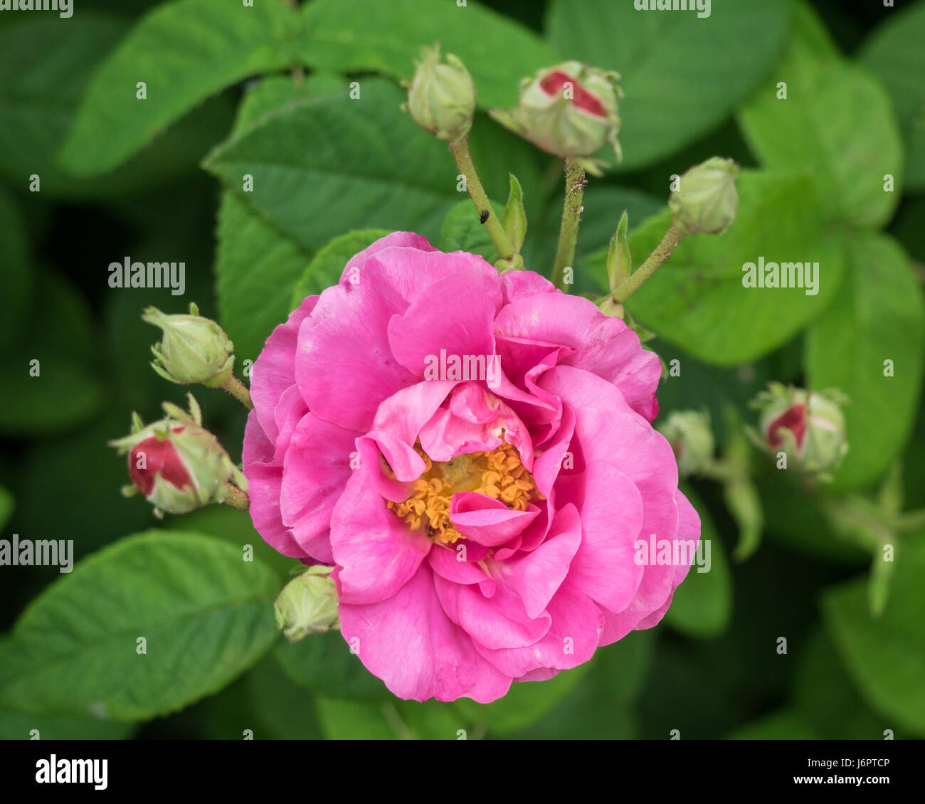 Nahaufnahme Makro Detail Gesicht auf von oben ein rosa rot Wild Rose ...