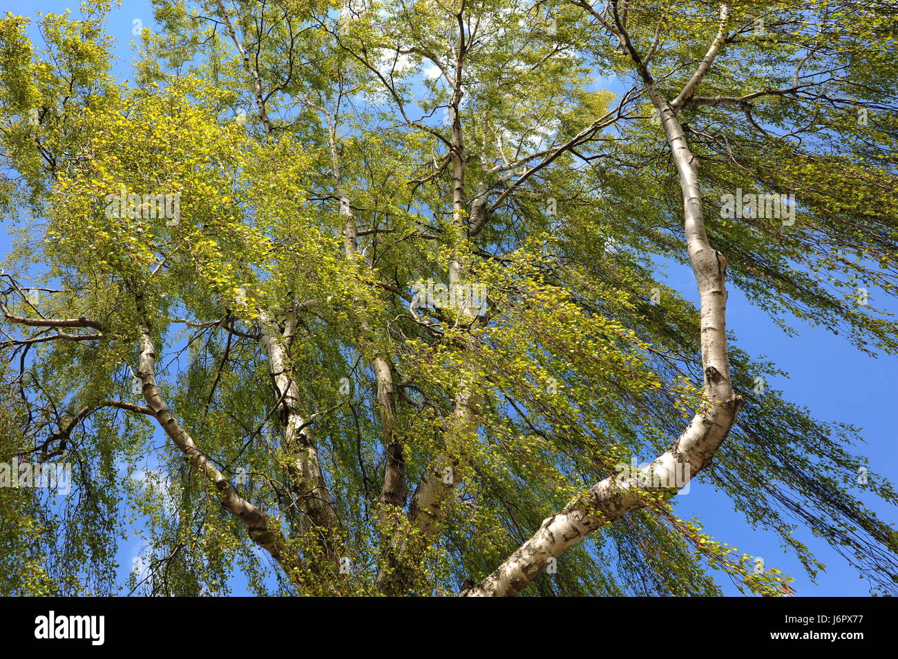Zweige und blätter wehen im wind -Fotos und -Bildmaterial in hoher ...