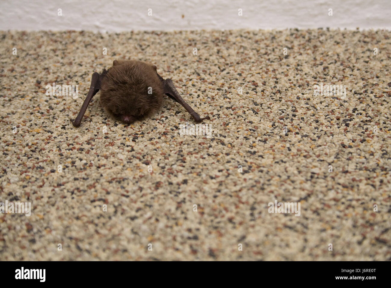 Fledermaus Fledermäuse Tier Säugetier Fledermaus Fledermäuse ...