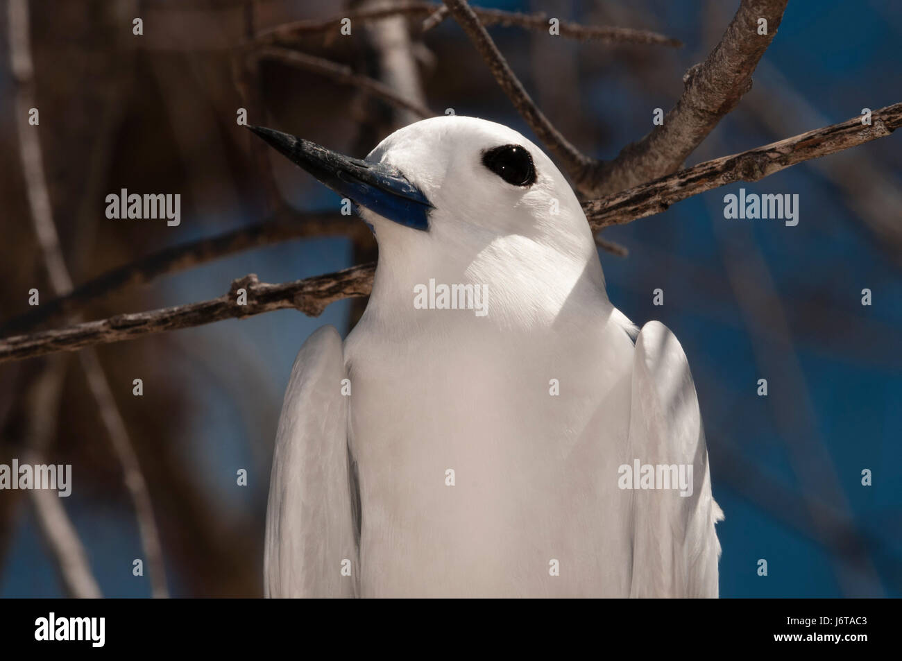 Gemeine seeschwalbe gygis alba -Fotos und -Bildmaterial in hoher ...