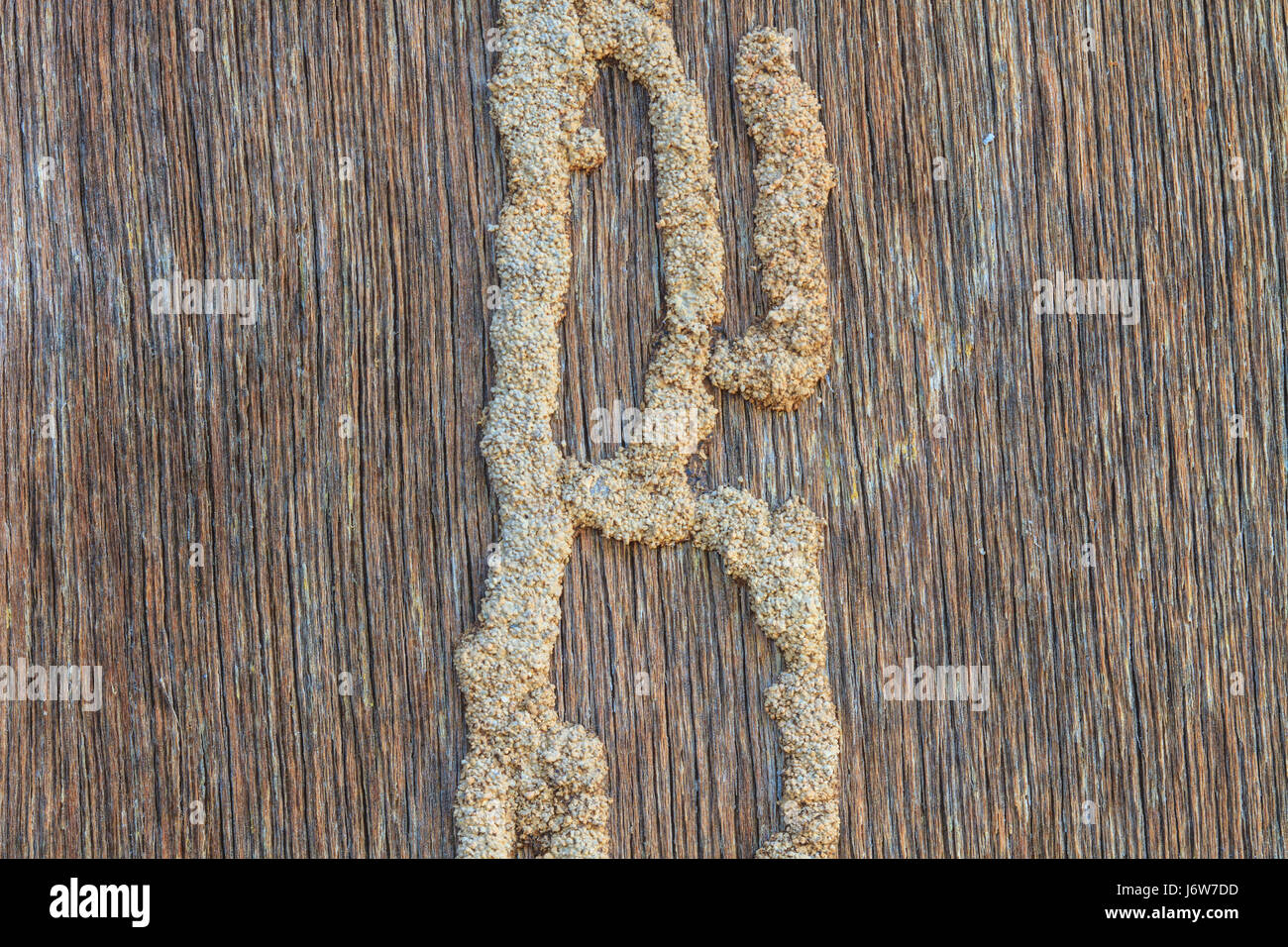 Erde holz termiten -Fotos und -Bildmaterial in hoher Auflösung – Alamy