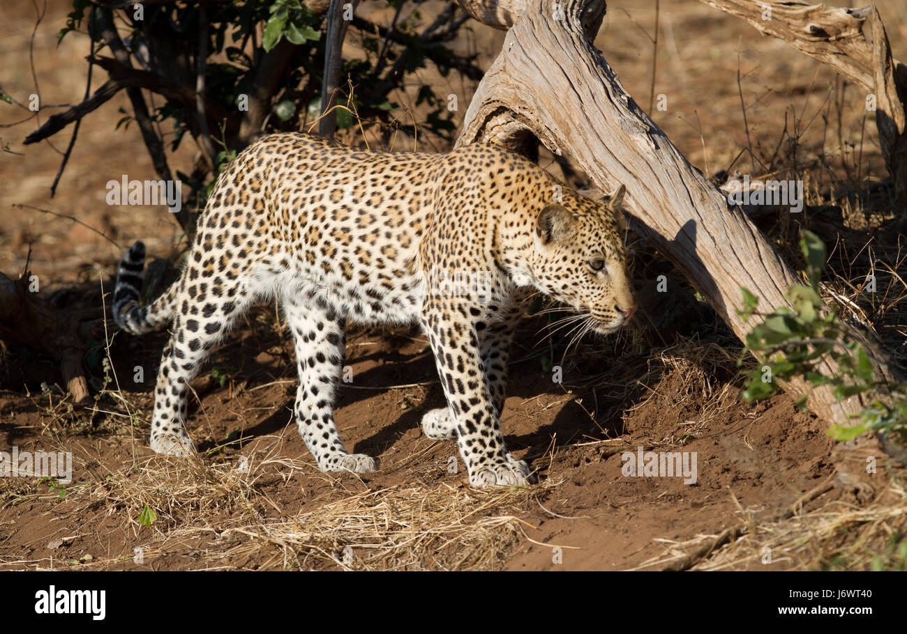Schleich stand -Fotos und -Bildmaterial in hoher Auflösung – Alamy