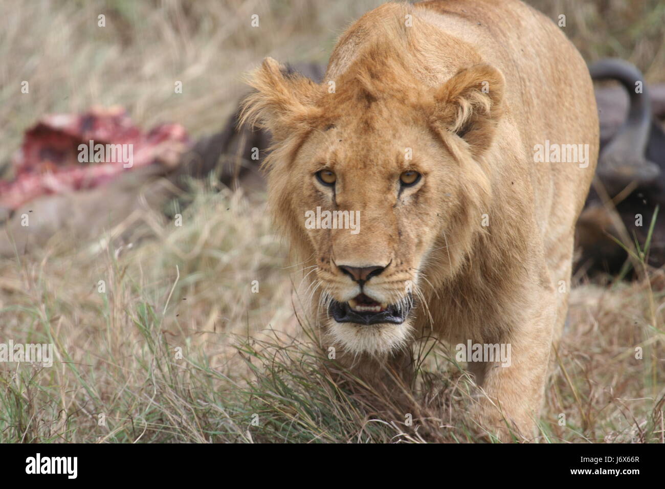 Afrika Löwe Katze Raubkatze Raubkatze Raubtier Löwen Pussycat Hauskatze ...
