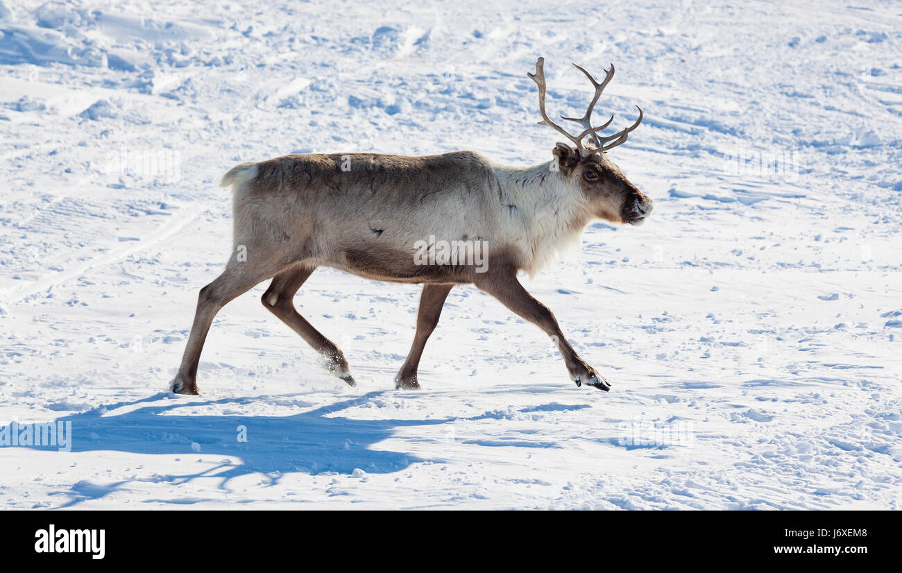 Rentier essen -Fotos und -Bildmaterial in hoher Auflösung – Alamy