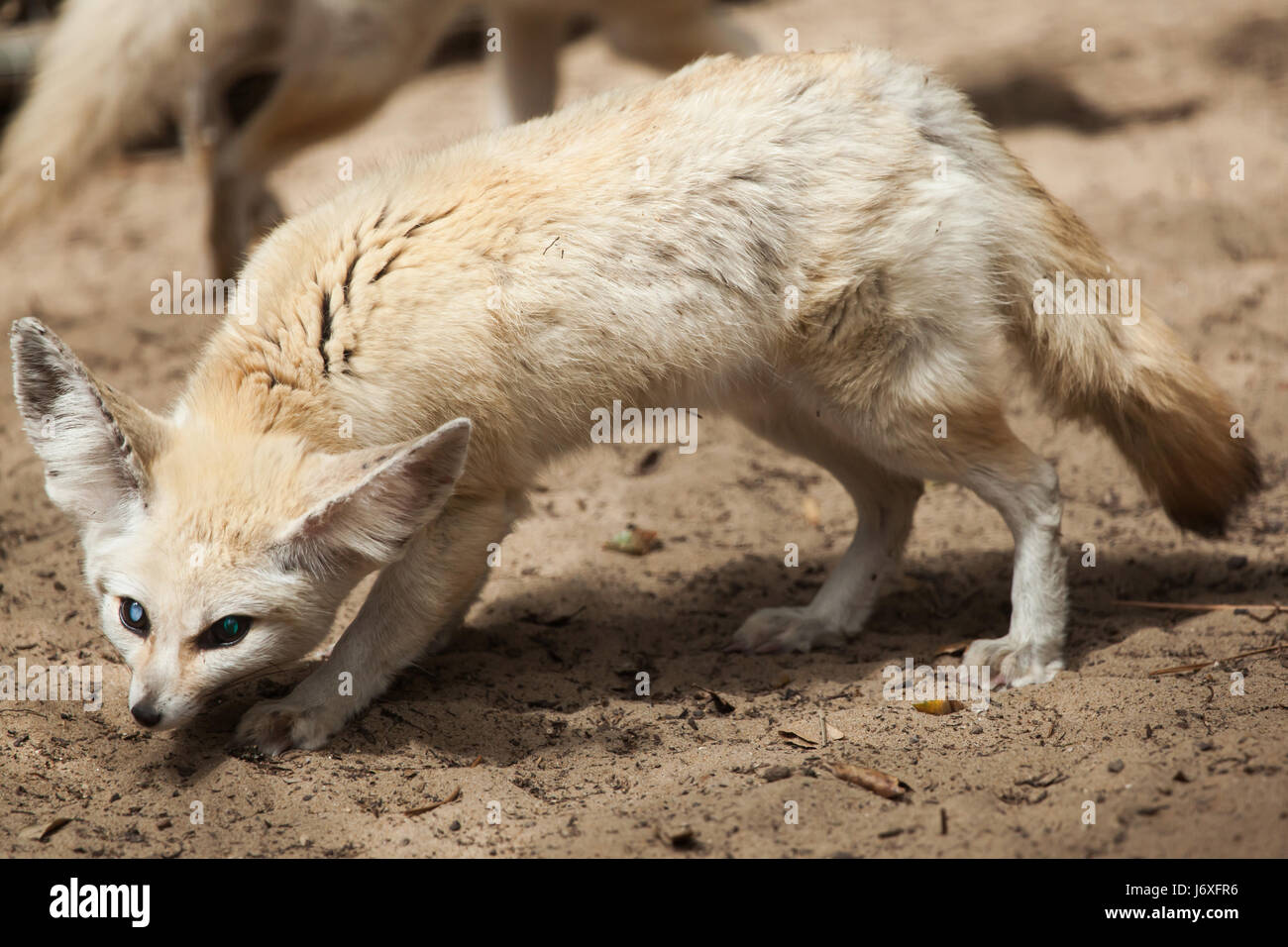 Fennec Fox Vulpes Zerda Fennec Stockfotos und -bilder Kaufen - Seite 3 ...