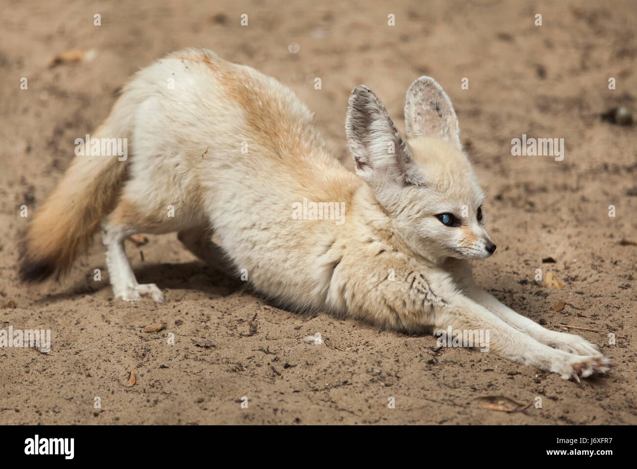Fennec Fox Vulpes Zerda Fennec Stockfotos und -bilder Kaufen - Seite 3 ...