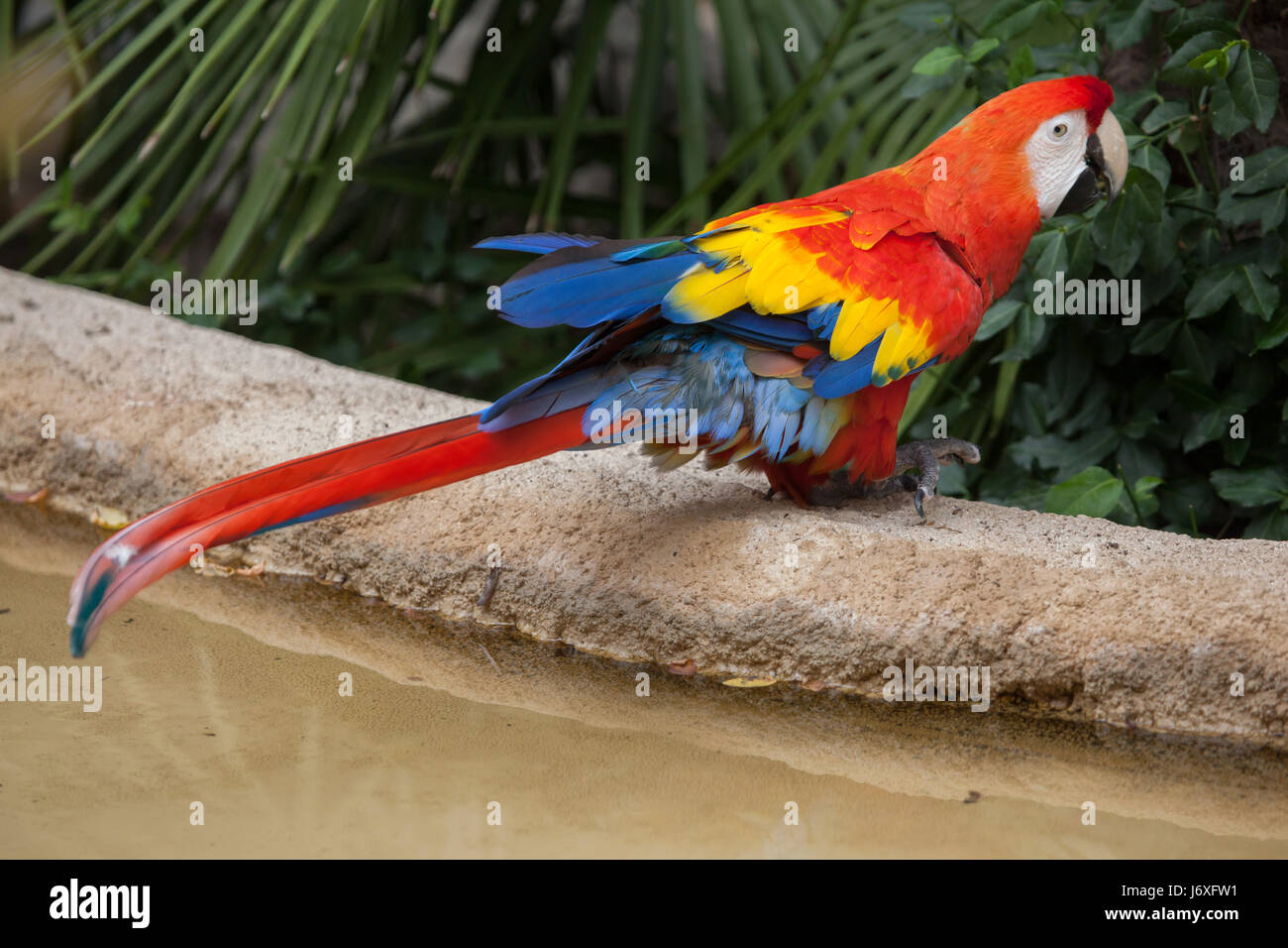 Ara macao parrot -Fotos und -Bildmaterial in hoher Auflösung – Alamy