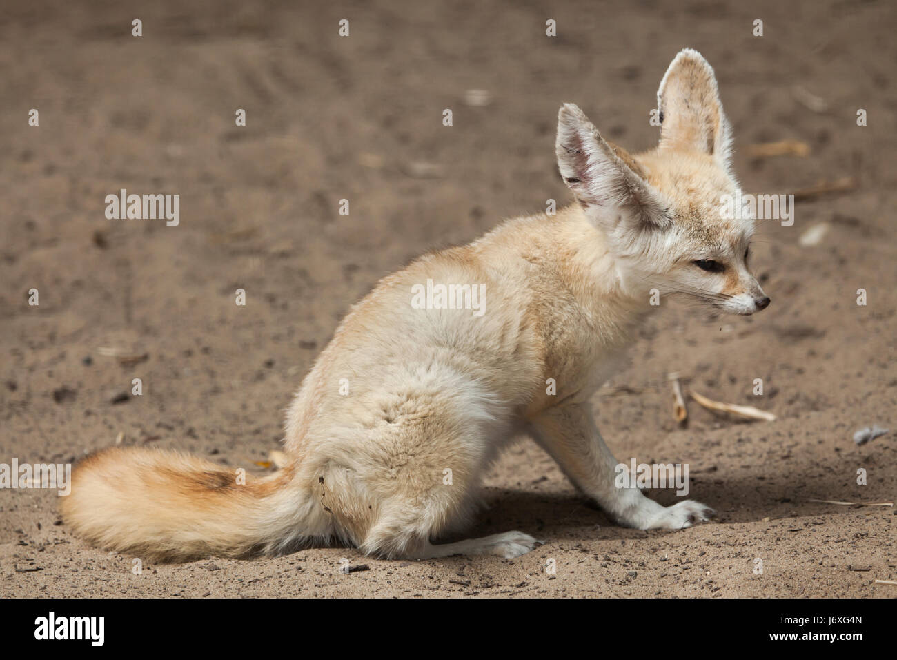Fennec Fox Vulpes Zerda Fennec Stockfotos und -bilder Kaufen - Seite 3 ...