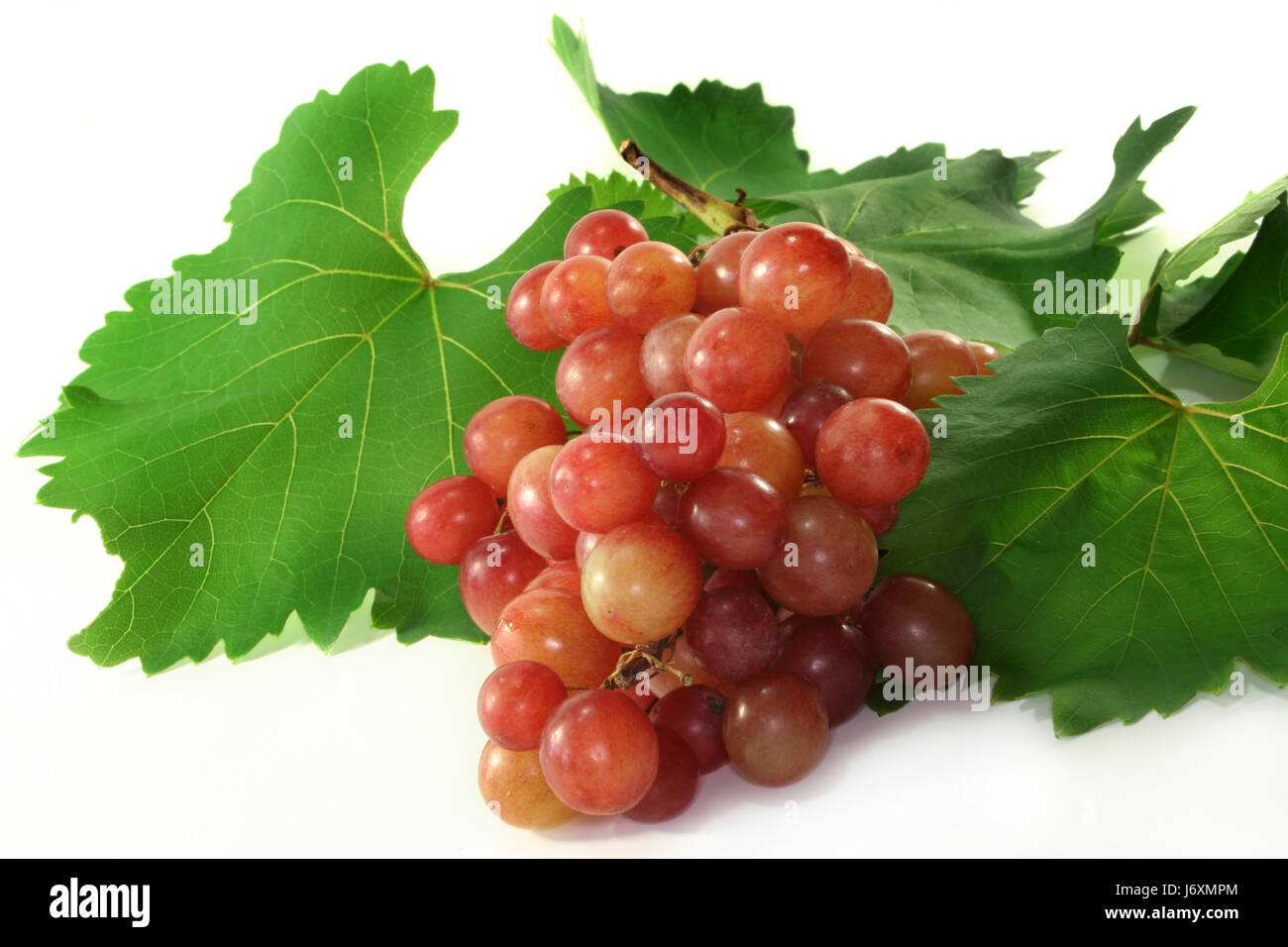 Stammarten Obst Obst Trauben Trauben Trauben Vine Weinrebe Rebe ...