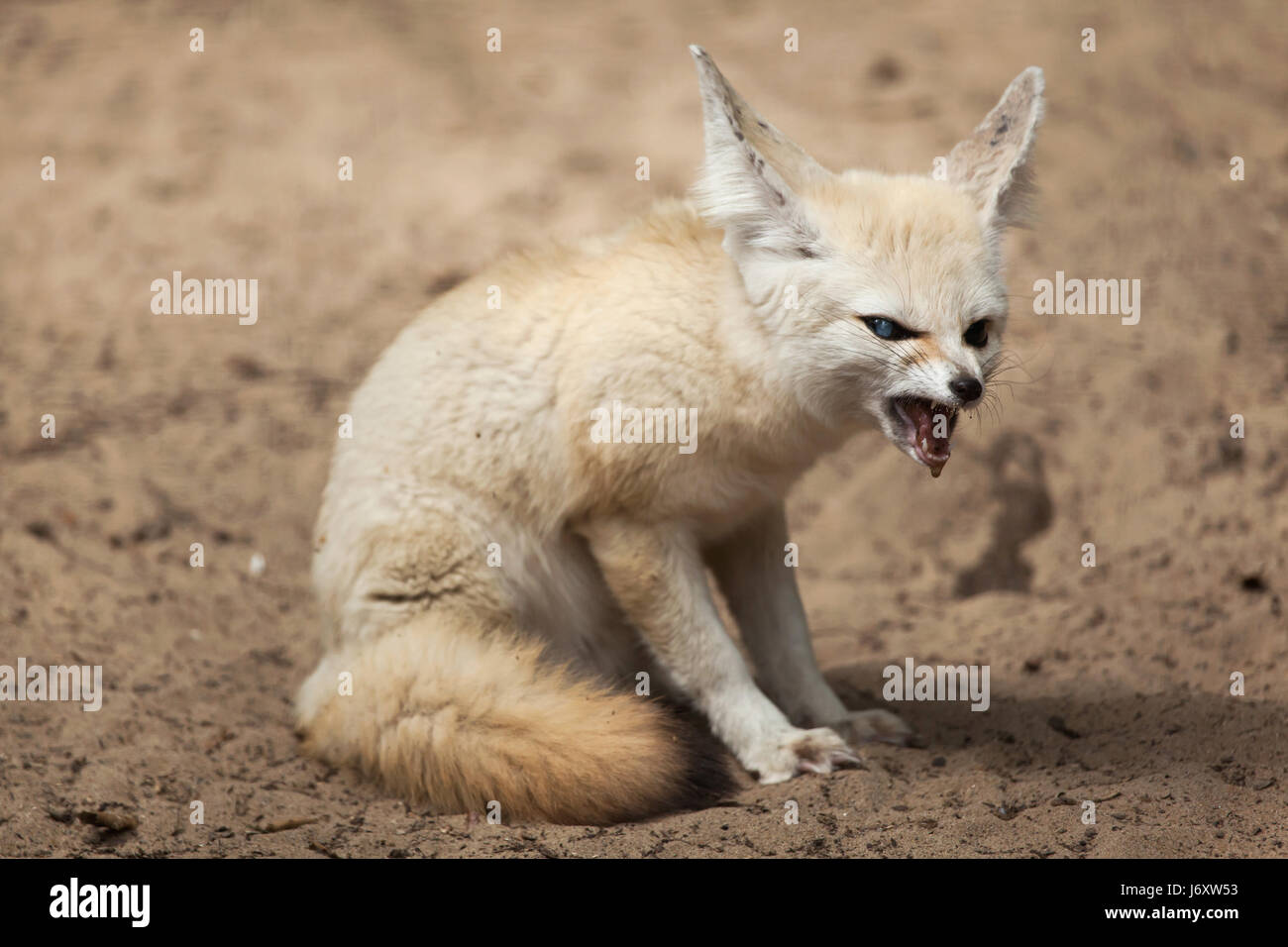 Fennec Fuchs (Vulpes Zerda). Tierwelt Tier Stockfotografie - Alamy