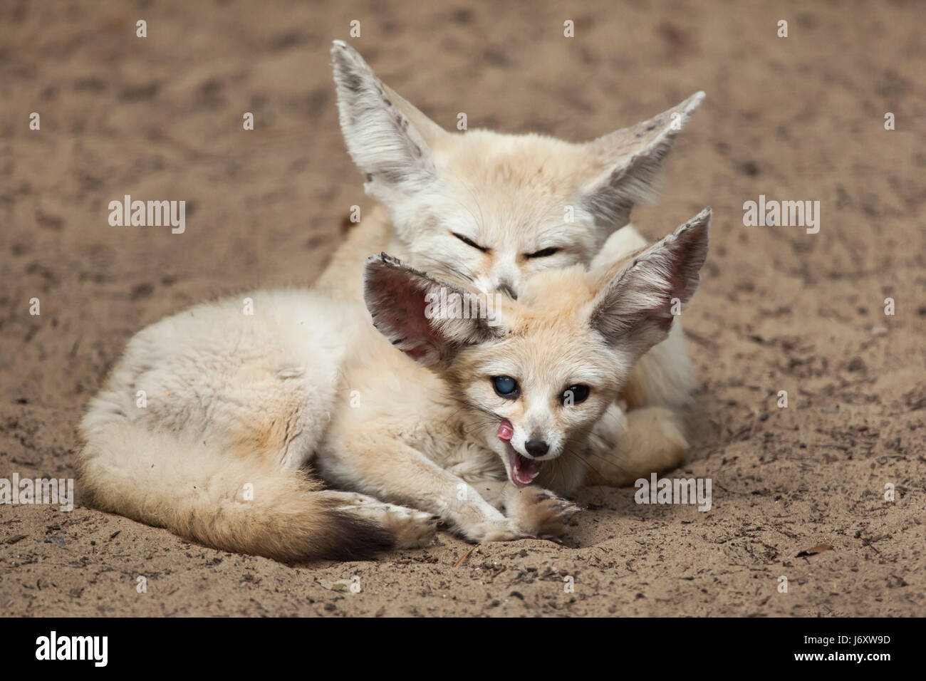 Fennec foxes vulpes zerda -Fotos und -Bildmaterial in hoher Auflösung ...