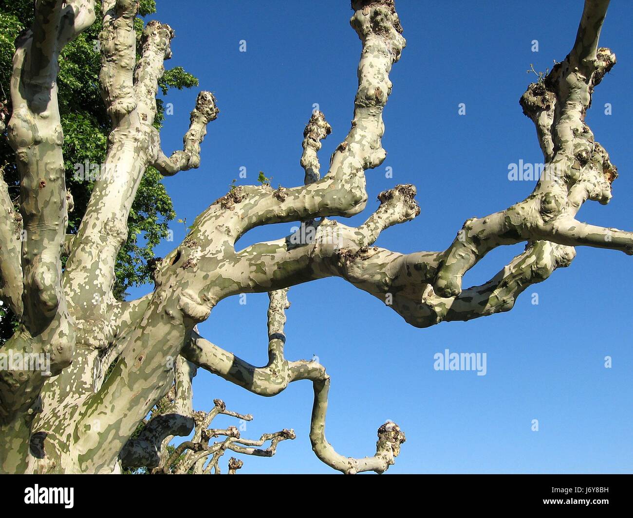 Platanen-Baum Rinde Platane Platanen Platan Platanenbaum platanus ...