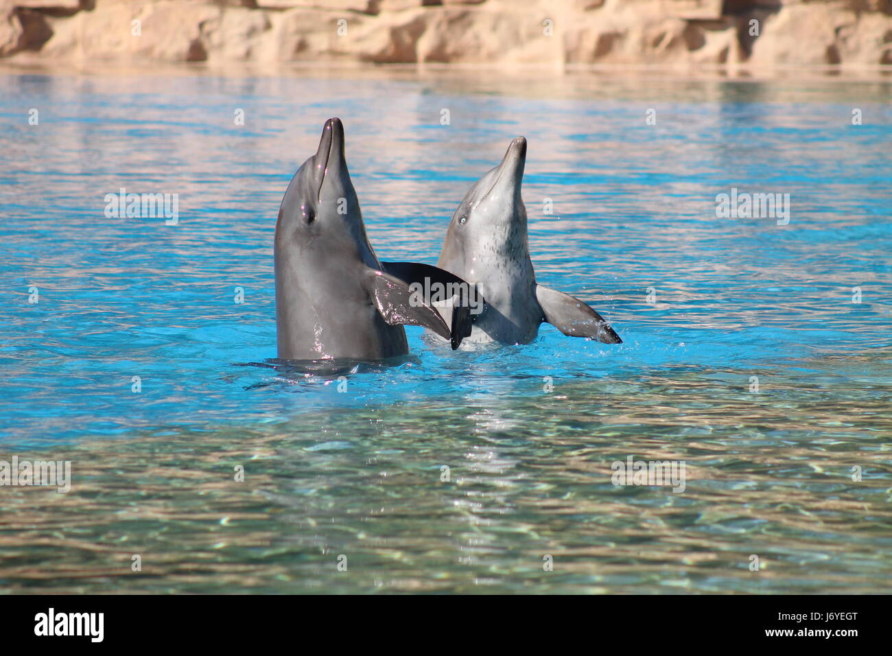Dolphin bay -Fotos und -Bildmaterial in hoher Auflösung – Alamy
