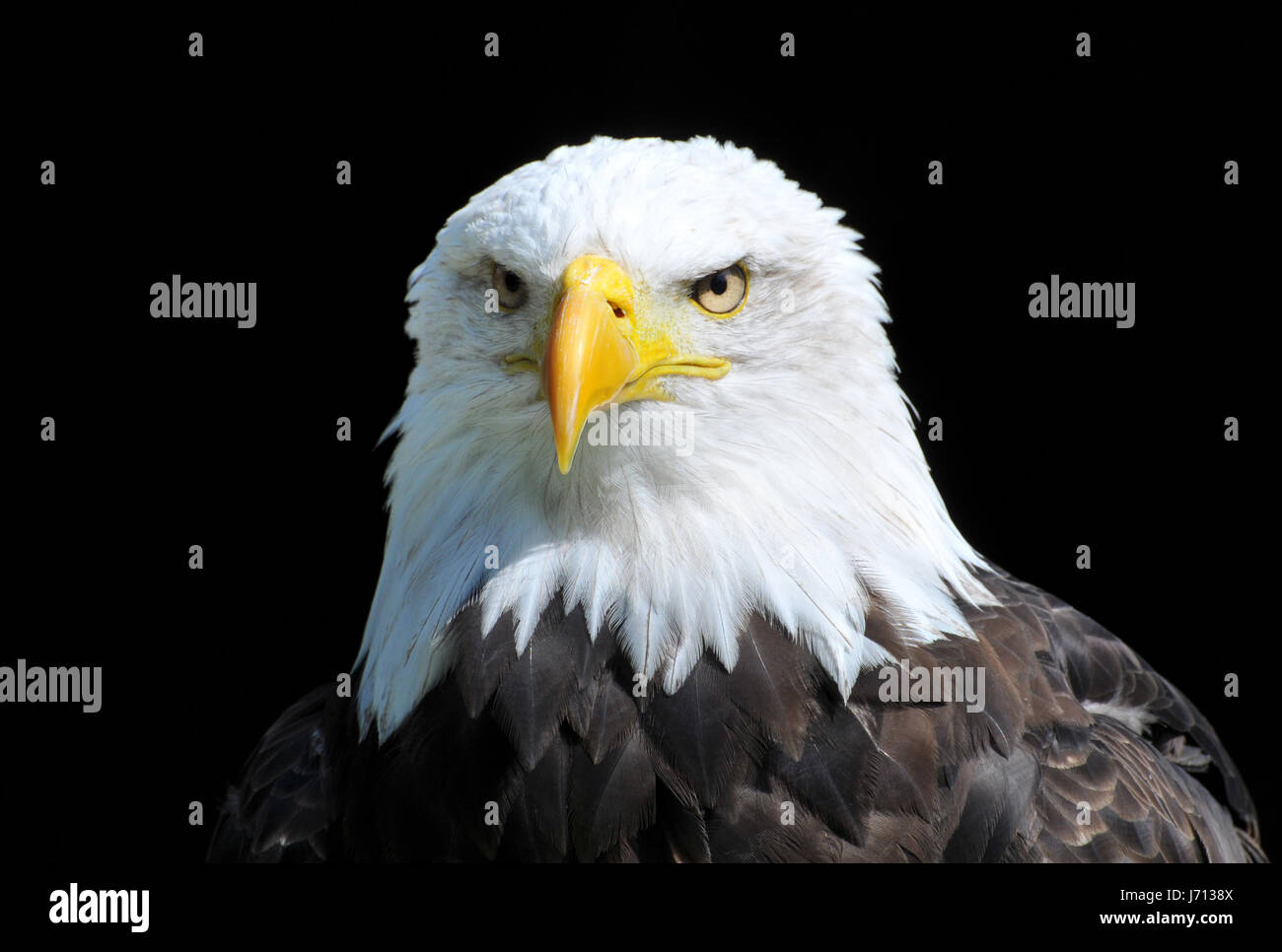 Augen Schnabel Adler Schnäbel Porträt Augen Flug zeigen Raptor Flügel ...