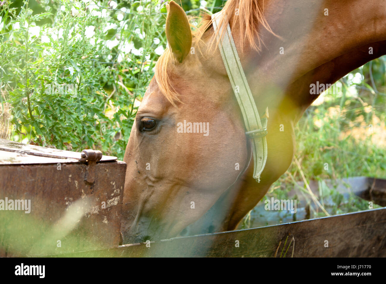 Wild horses catch -Fotos und -Bildmaterial in hoher Auflösung – Alamy