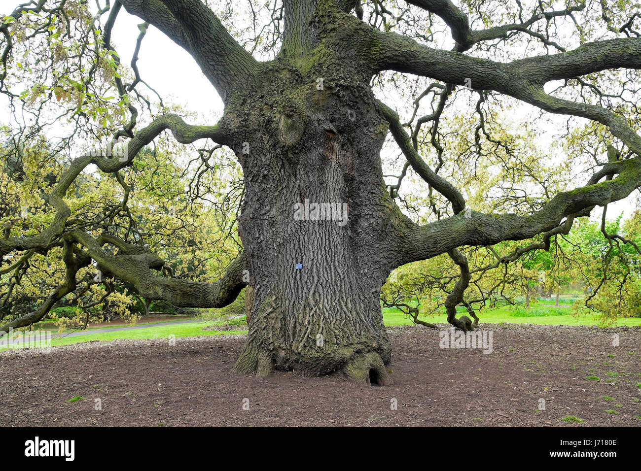 Große Lucombe Eiche Quercus x hispanica 'Lucombeana' Spanische Eiche ...