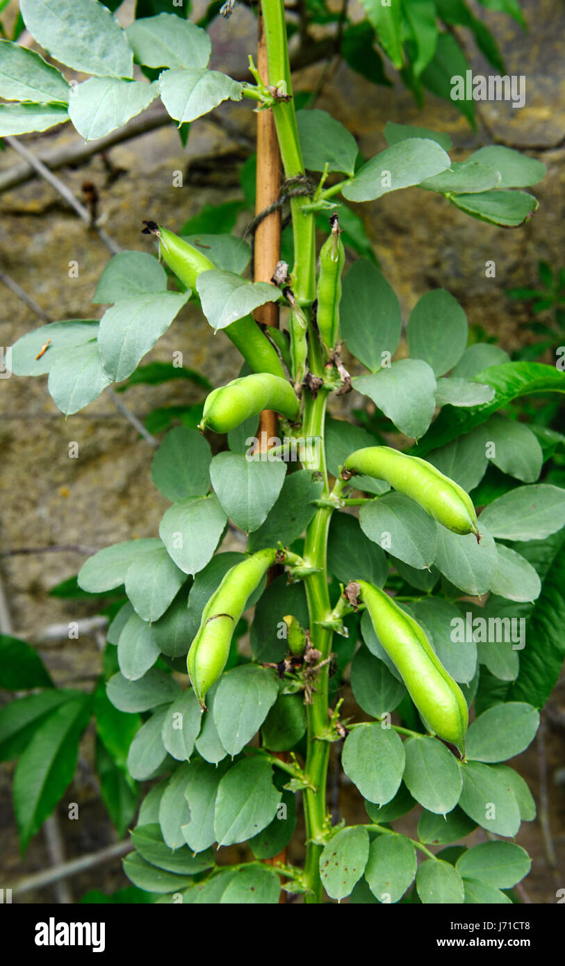 Saubohnen wachsen garten -Fotos und -Bildmaterial in hoher Auflösung ...