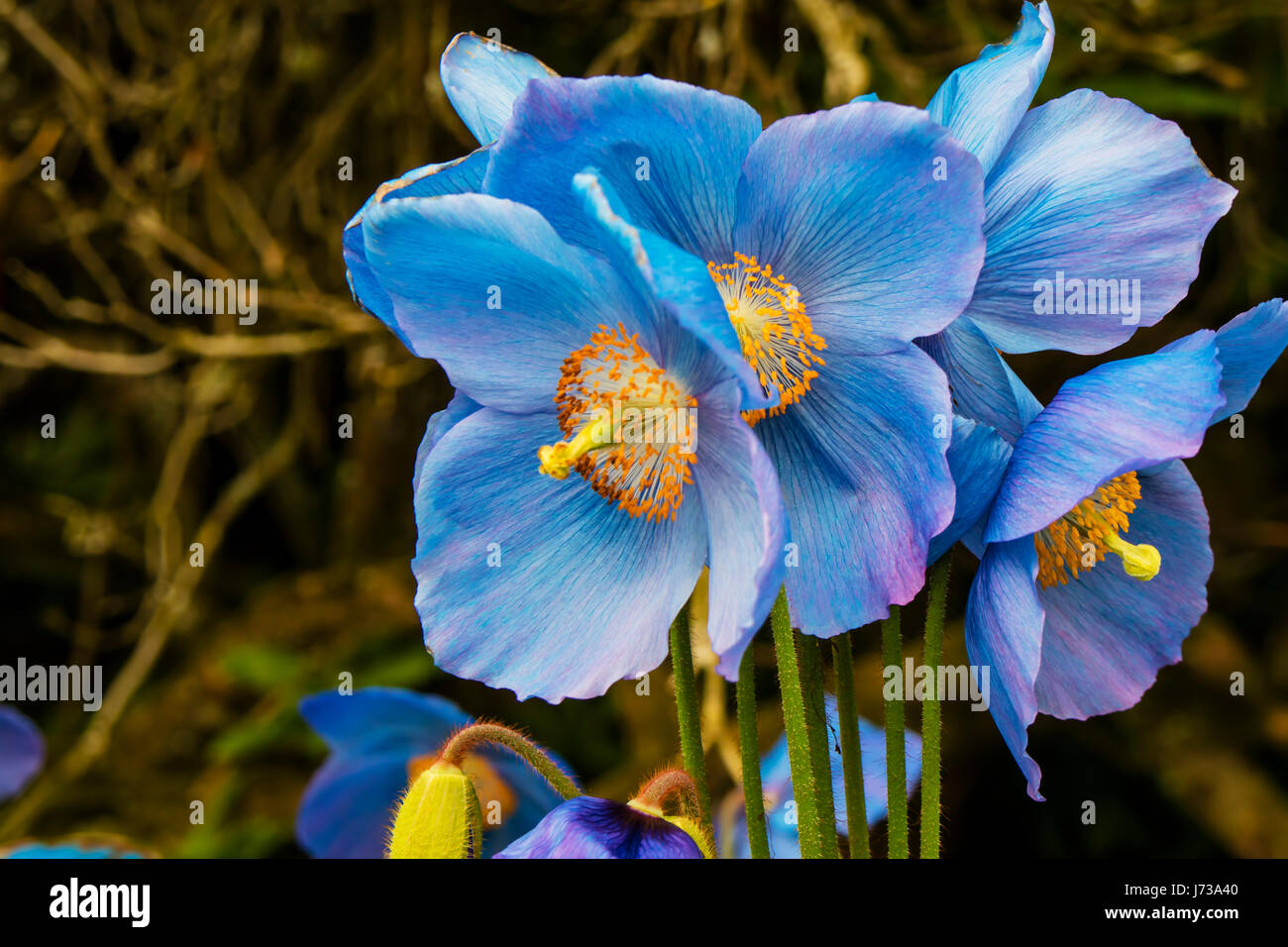 Blaue mohn nahaufnahme -Fotos und -Bildmaterial in hoher Auflösung – Alamy