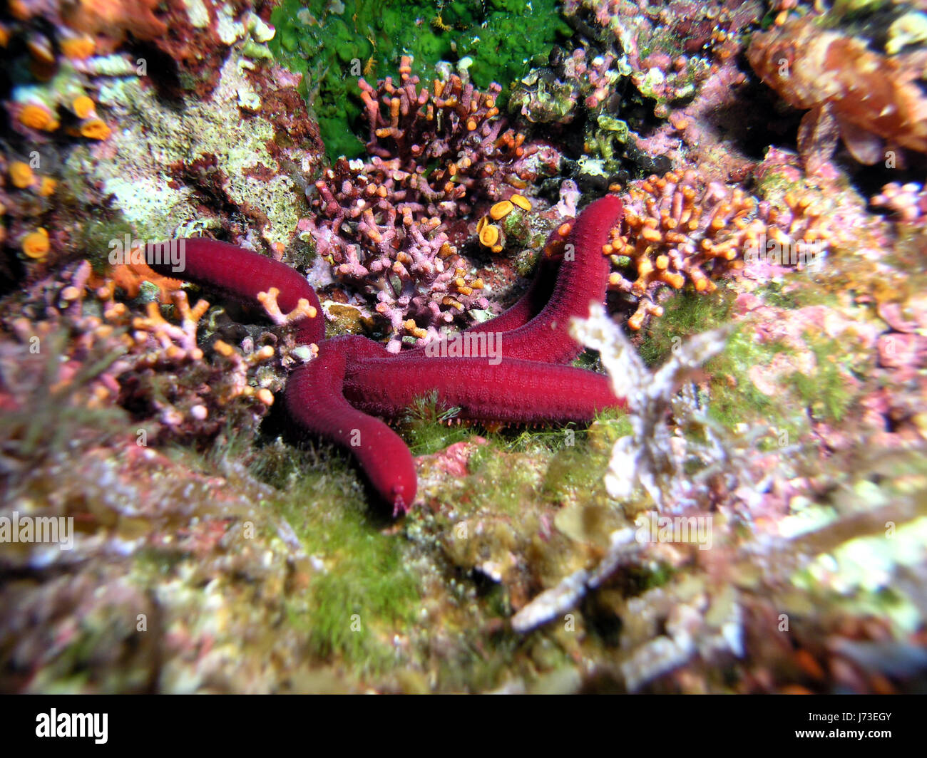 Lila seestern ophidiaster ophidianus -Fotos und -Bildmaterial in hoher ...