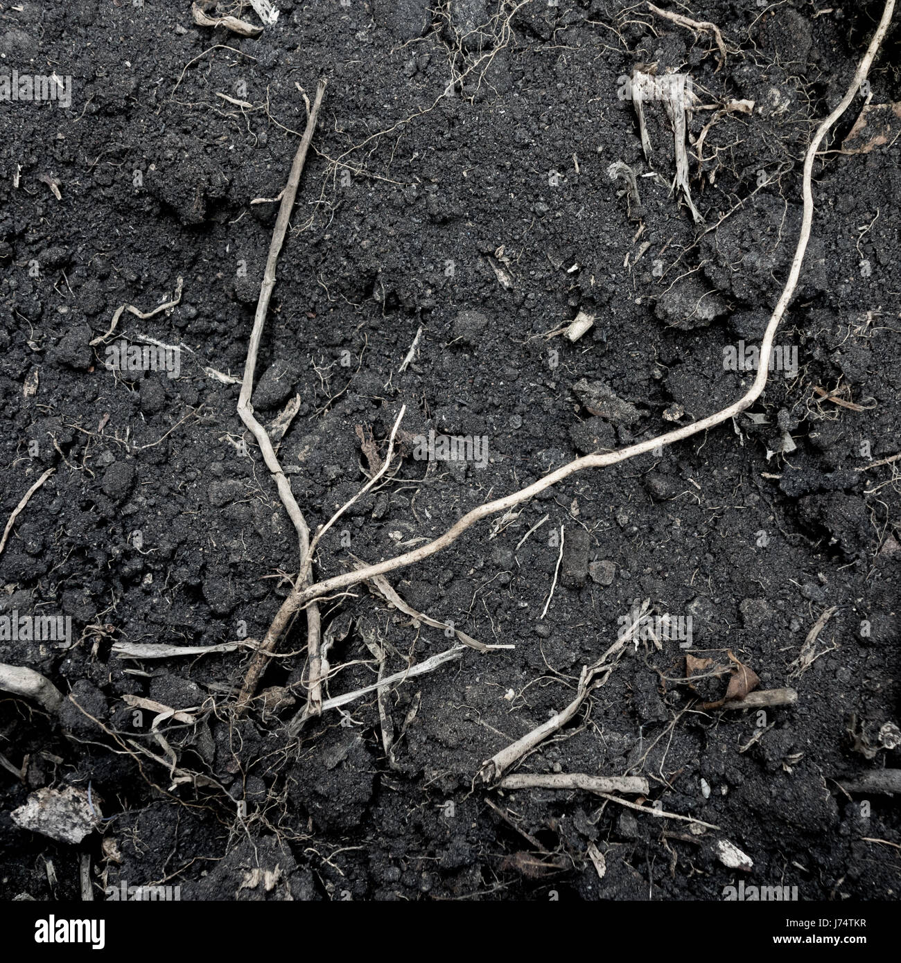 Schwarzerde mit Baum Wurzel Textur Hintergrund Stockfotografie - Alamy
