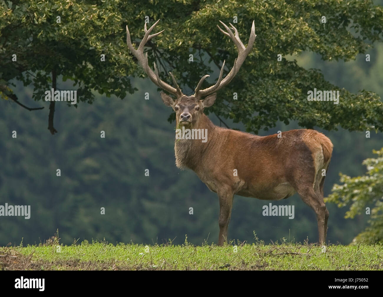 wilde Hörner Hirsch Reh Hirsch Reh Wald Hart Hirsch wild Haut Hörner ...