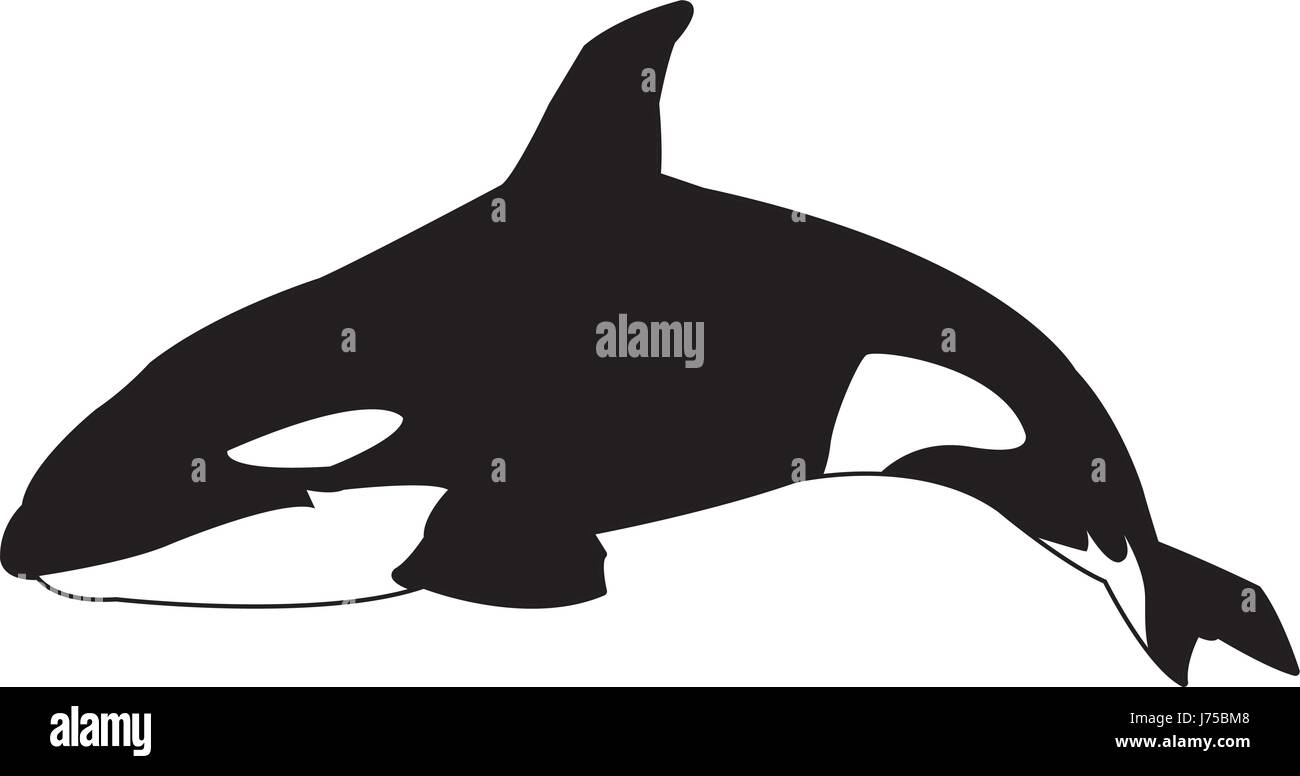 Großer Schwertwal Cetacea, Tier, Wassertiere Orca Illustration, Vektor ...