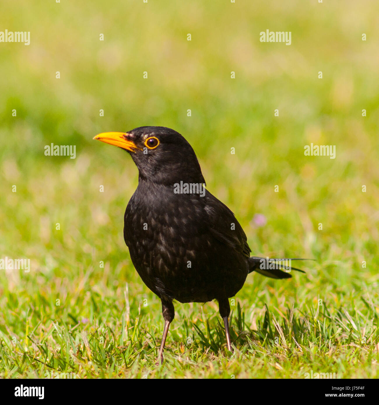 Eine männliche Amsel (Turdus Merula) im Vereinigten Königreich ...