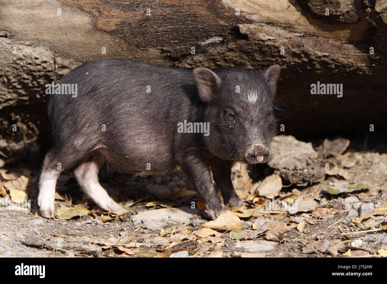 Mini-Bauernhof Tier Ferkel Hausschwein Schwein Mini-Bauernhof Tier ...