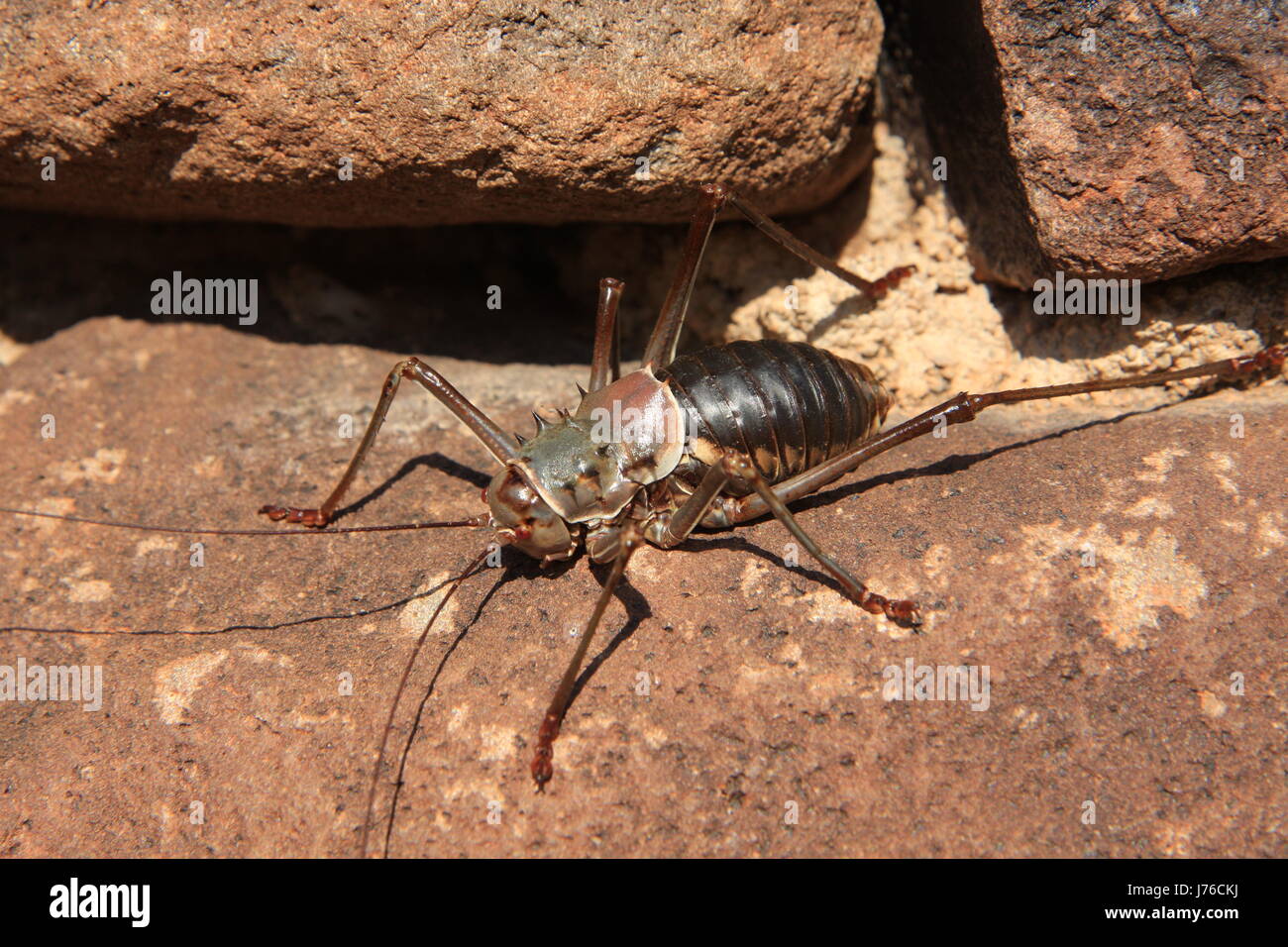 Grillen insekt -Fotos und -Bildmaterial in hoher Auflösung – Alamy