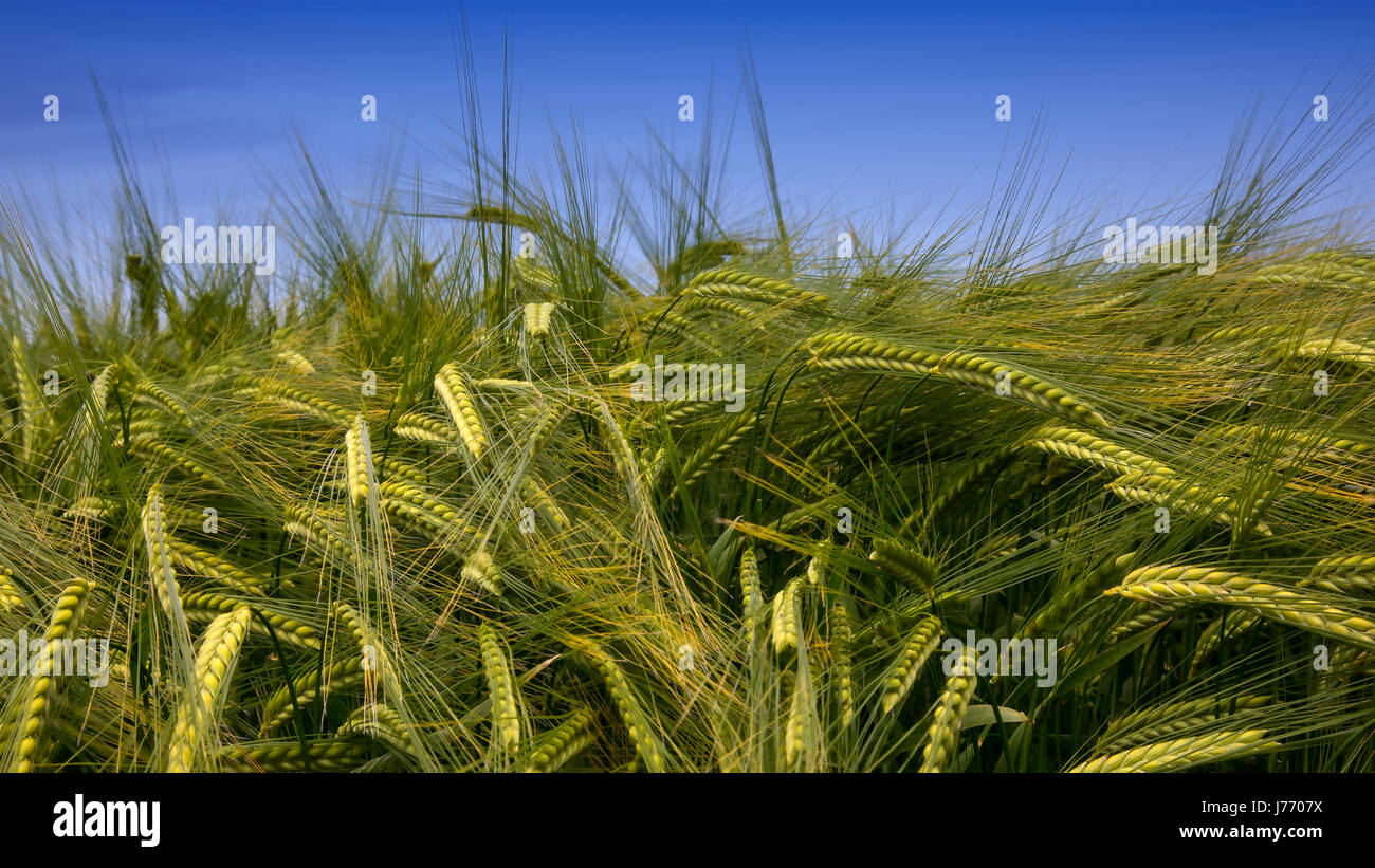 Feld der goldenen gerste -Fotos und -Bildmaterial in hoher Auflösung ...
