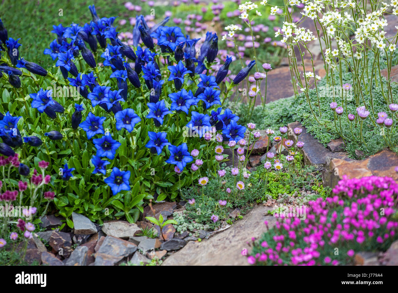 Blaue stengellose Enzian, Gentiana Acaulis-Steingarten, Steingarten ...