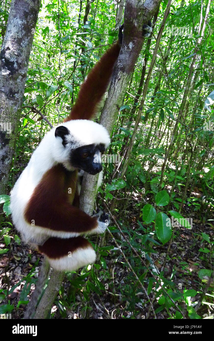 Affe exotischen Madagaskar endemischen Lemur Regenwald Regenwald Tier ...
