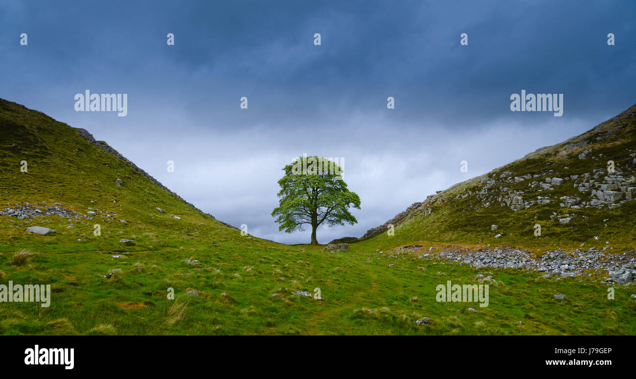 Robin hood tree sycamore gap -Fotos und -Bildmaterial in hoher ...