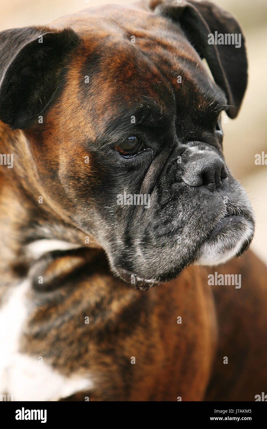 Deutsch boxer -Fotos und -Bildmaterial in hoher Auflösung – Alamy