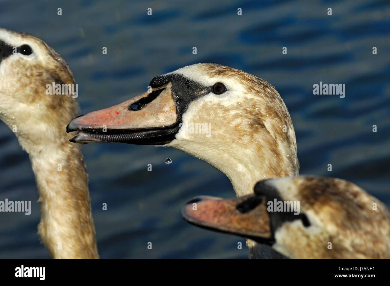 Schwäne Schwan Schnabel Schnäbel Tier Fauna Tiere Porträt Schwäne ...
