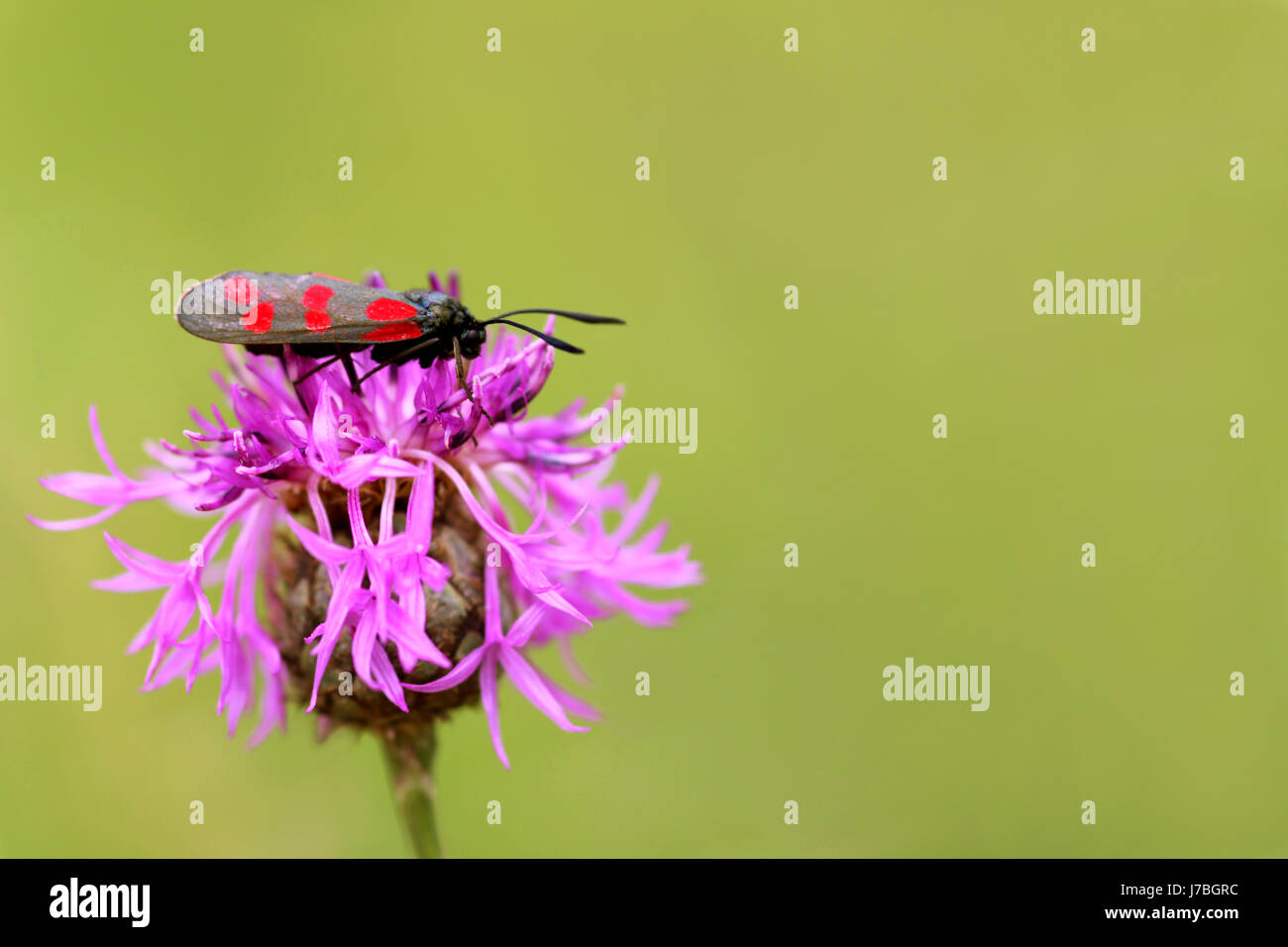 Schwarze und rote motte -Fotos und -Bildmaterial in hoher Auflösung – Alamy
