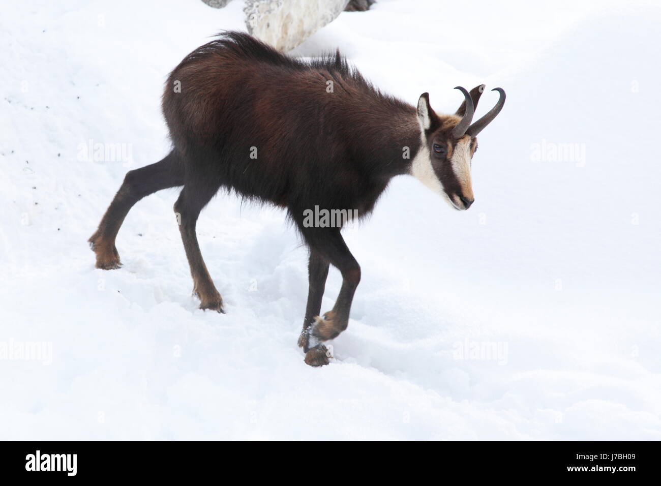 Winter Tier wilde Alpen Buck Gams Jagd Jagd Makro Nahaufnahme Makro ...
