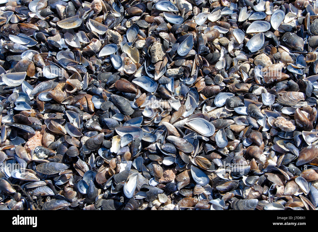 Exotische muscheln -Fotos und -Bildmaterial in hoher Auflösung – Alamy