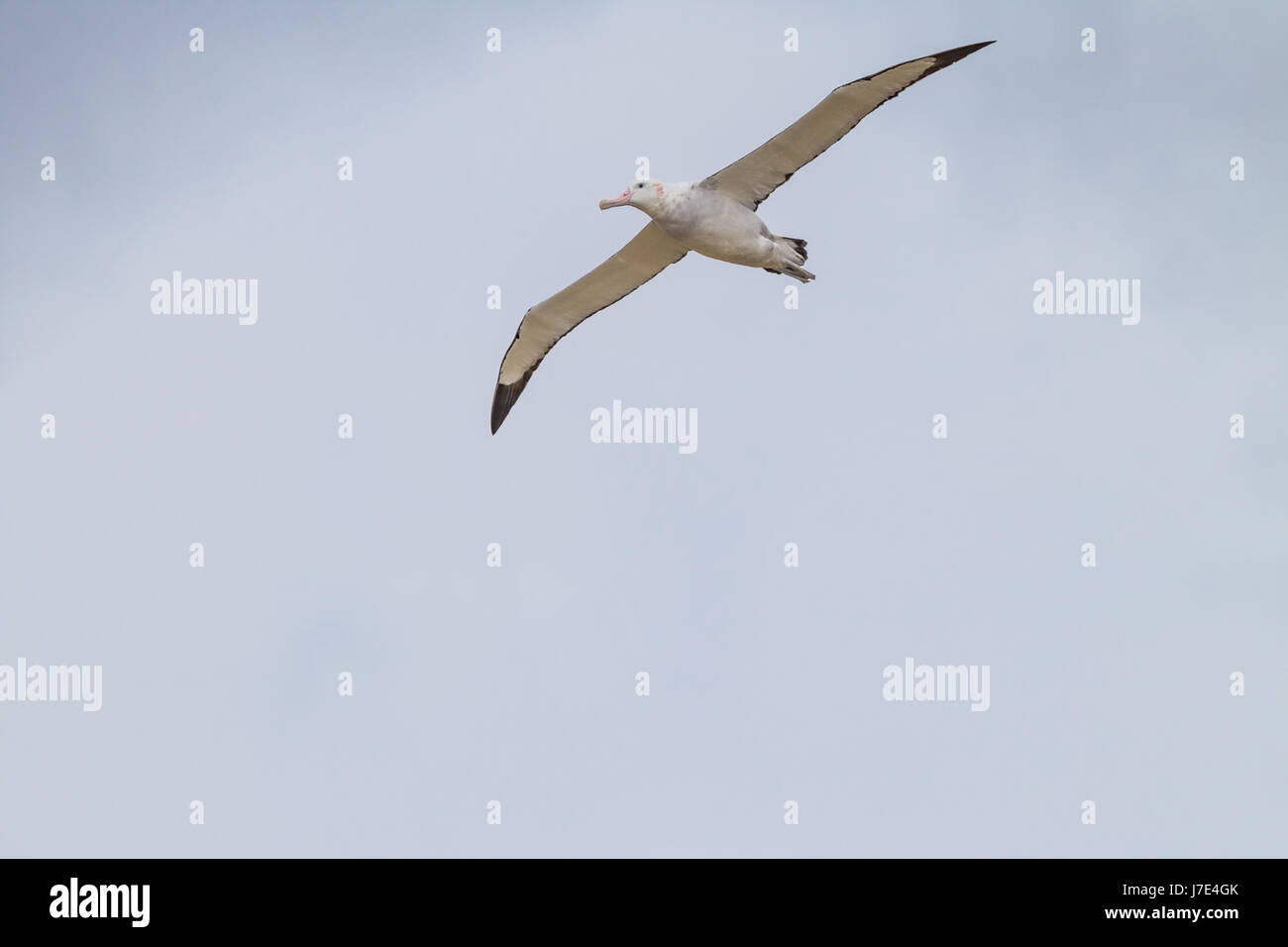 Zwölf Fuß Spannweite des Wandering Albatross auf Prion Island, South ...