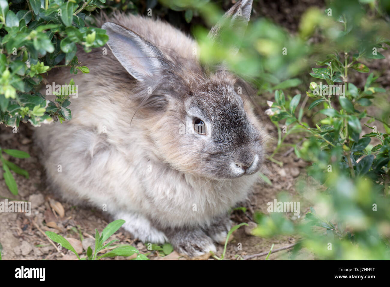 Hasenter -Fotos und -Bildmaterial in hoher Auflösung – Alamy