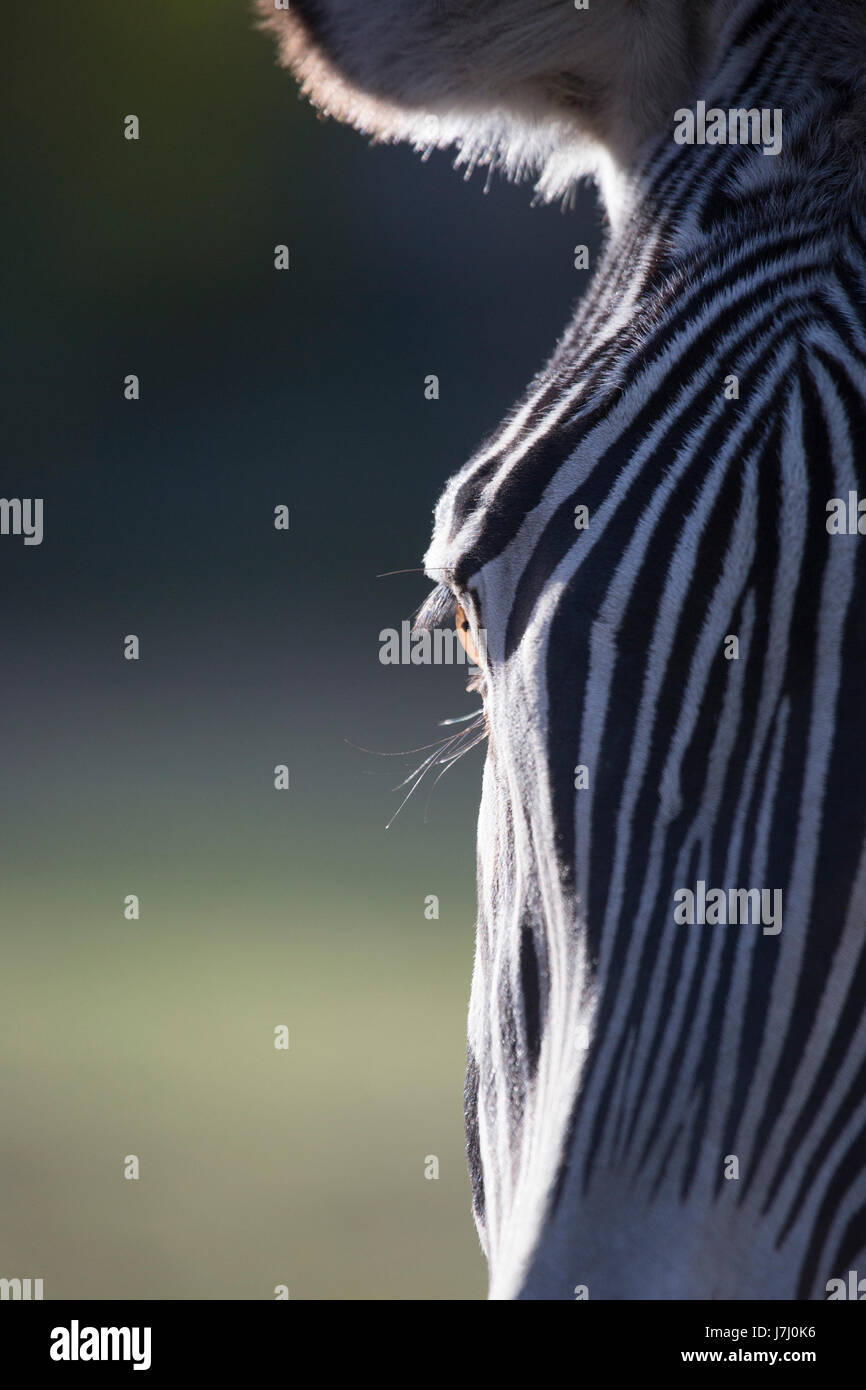 Zebra Auge Stockfotos und -bilder Kaufen - Alamy