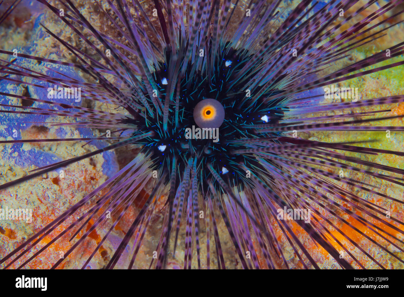 Nahaufnahme Der Seeigelstacheln Stockfotos und -bilder Kaufen - Alamy