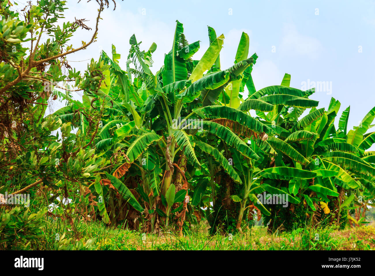 Banana tree bunch bananas plantations -Fotos und -Bildmaterial in hoher ...