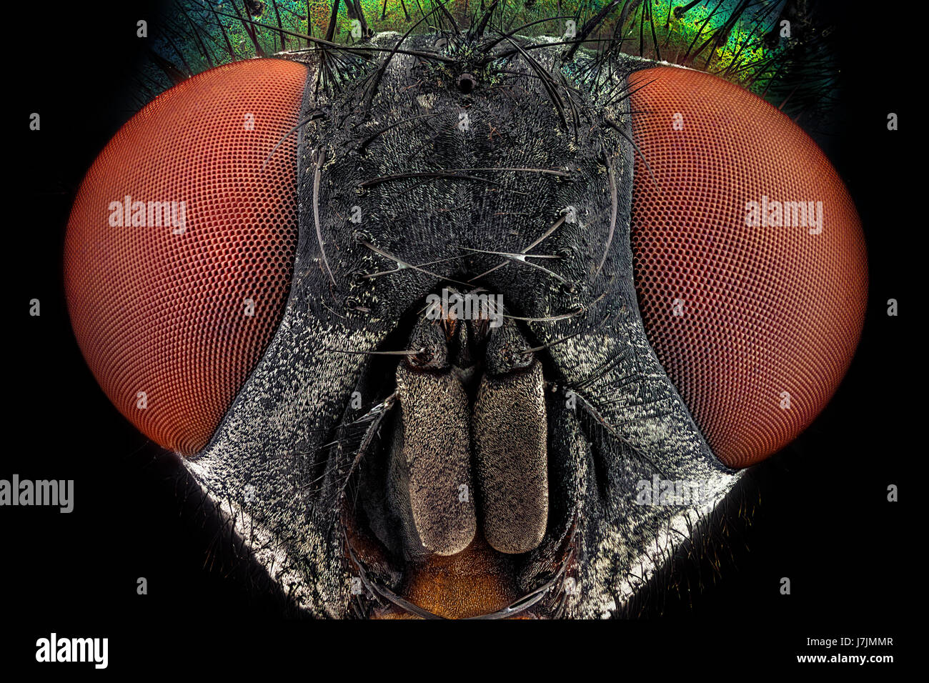 Kopf einer fliege -Fotos und -Bildmaterial in hoher Auflösung – Alamy