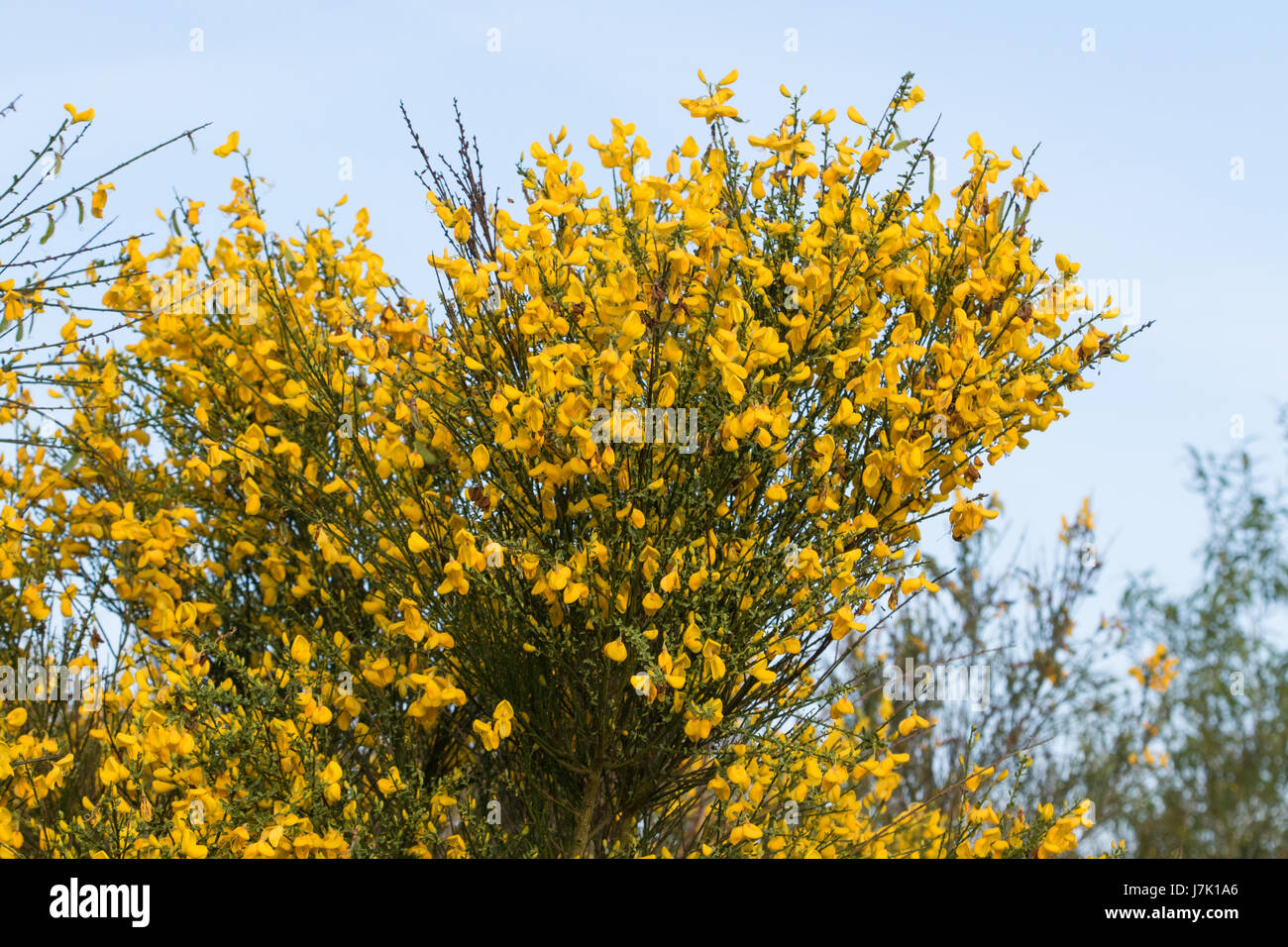 Ginster (Cytisus Scoparius Stockfotografie - Alamy